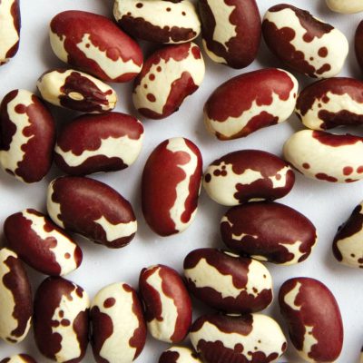 Home - Zursun Idaho Heirloom Beans