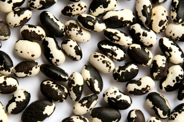 Orca Beans with Spicy Tomato Salsa – Zursun Idaho Heirloom Beans