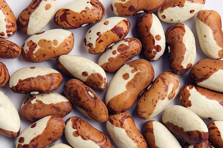 Snowcap Bean - Zursun Idaho Heirloom Beans